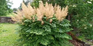 Aruncus dioicus Harilik kitseenelas - Helga Taimeaed