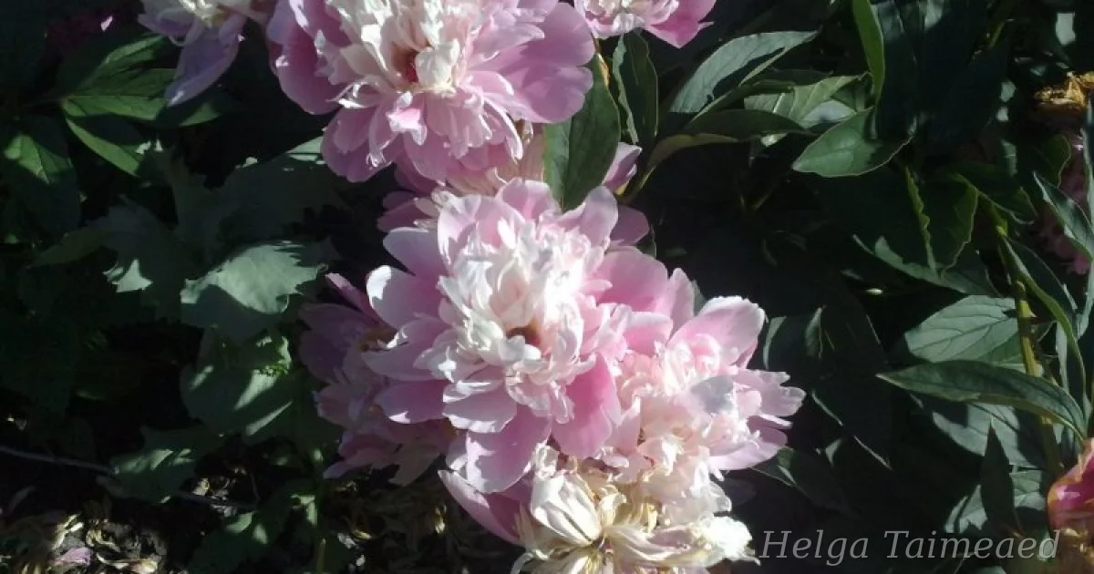 Paeonia lactiflora valgeõieline pojeng - Helga Taimeaed